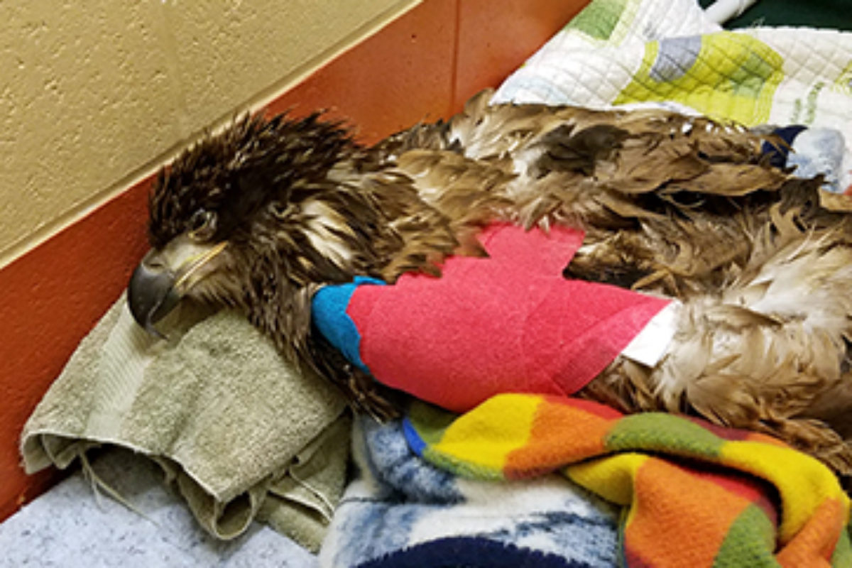 Injured bald eagle undergoes orthopedic surgery at UI University of ...