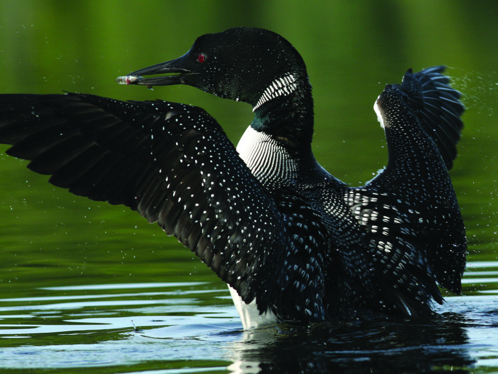 Common Loon (Gavia immer) rising from water with a fish University of ...